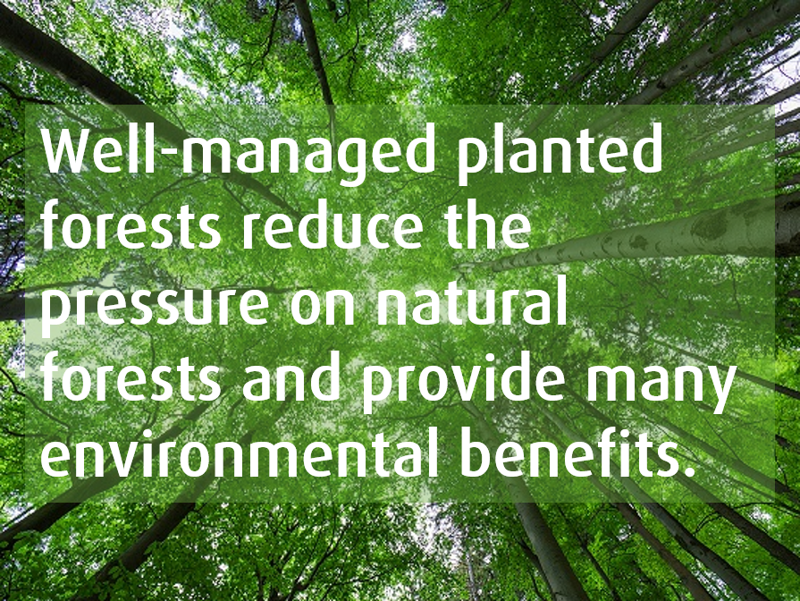 Our paper comes from sustainably managed forests | Bong Blog