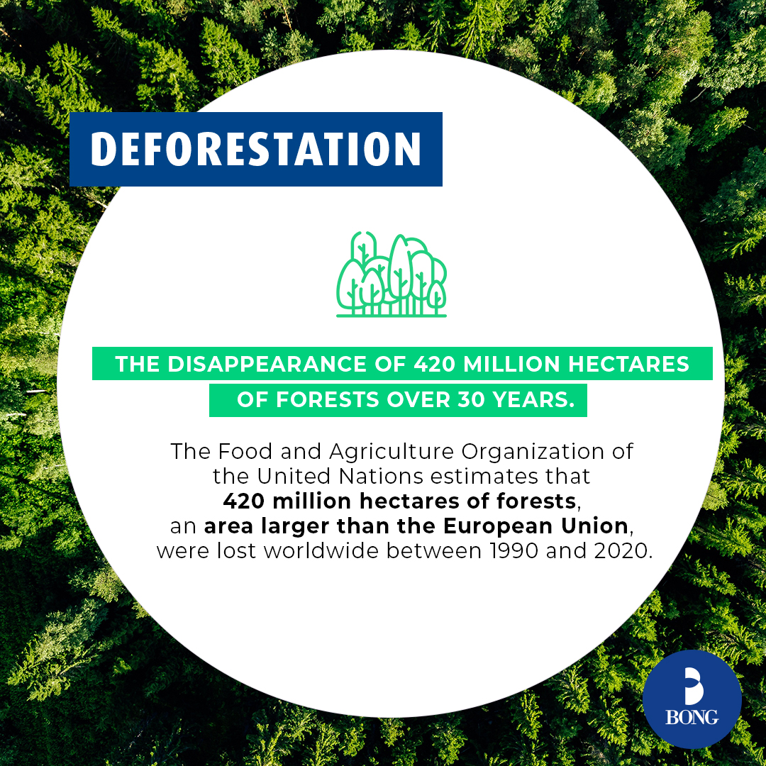 EU Deforestation Regulation - 5 key measures | Bong Packaging